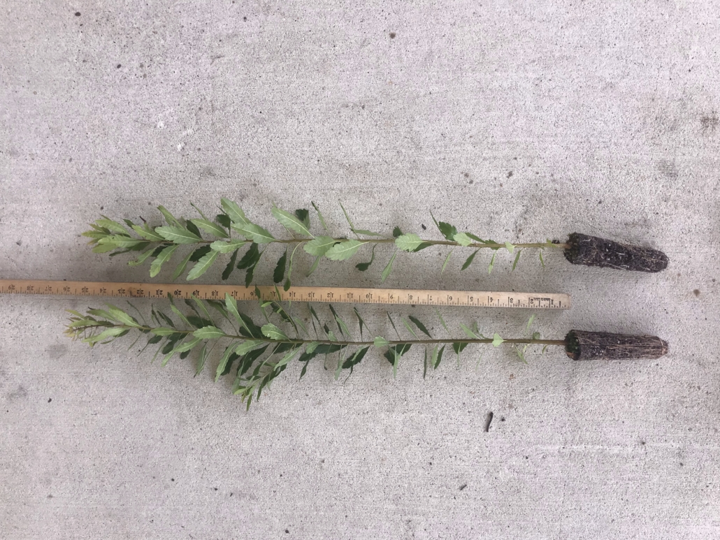 Wax Myrtle 8-1-2019 (2) - TerraNative | Growing from native seeds