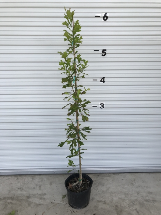 Overcup - TerraNative | Growing from native seeds